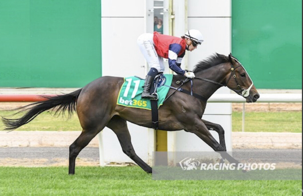 Vivanti victorious on debut - HOPE RACING PTY LTD